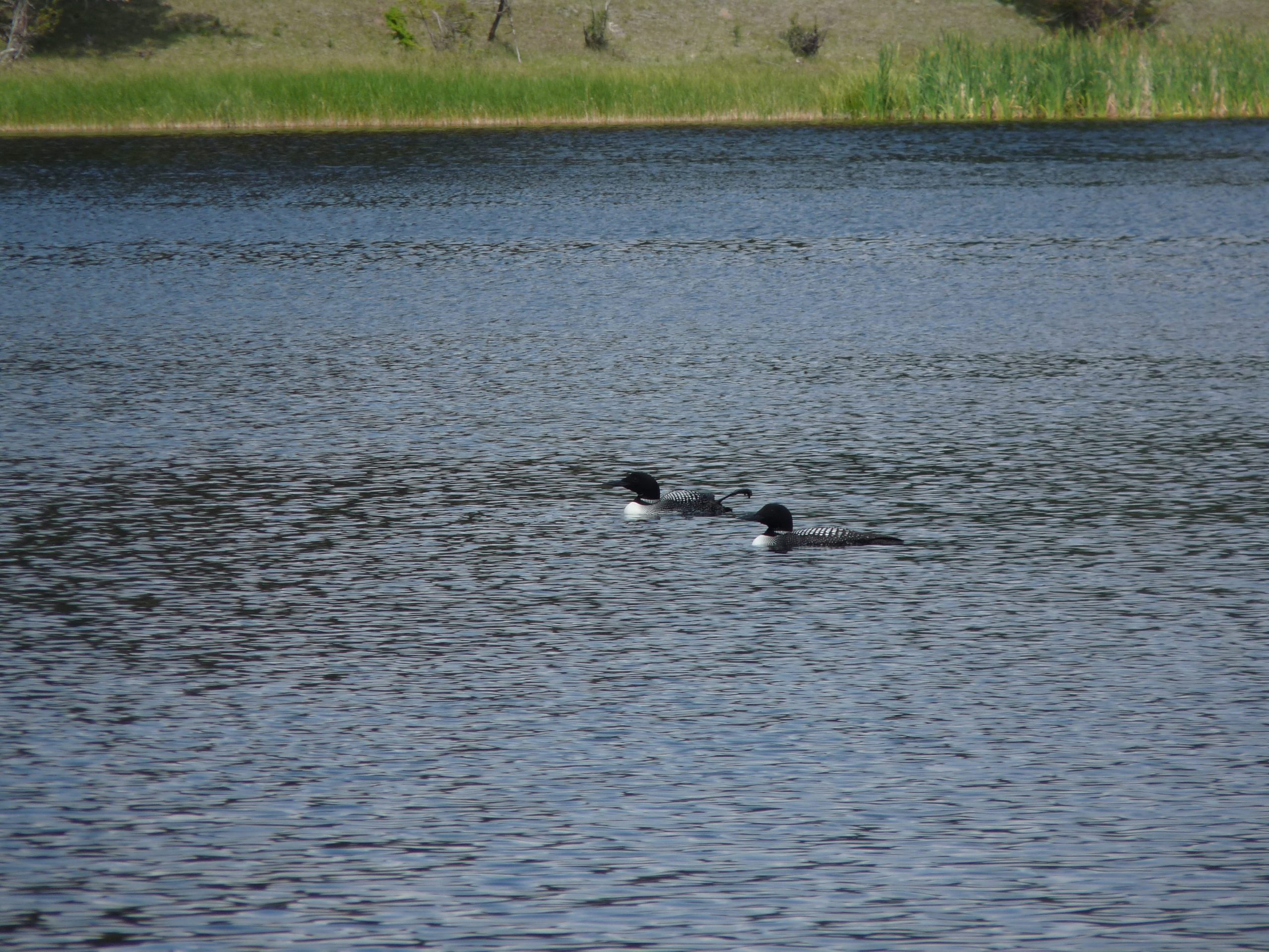 LGL – Environmental Research Company